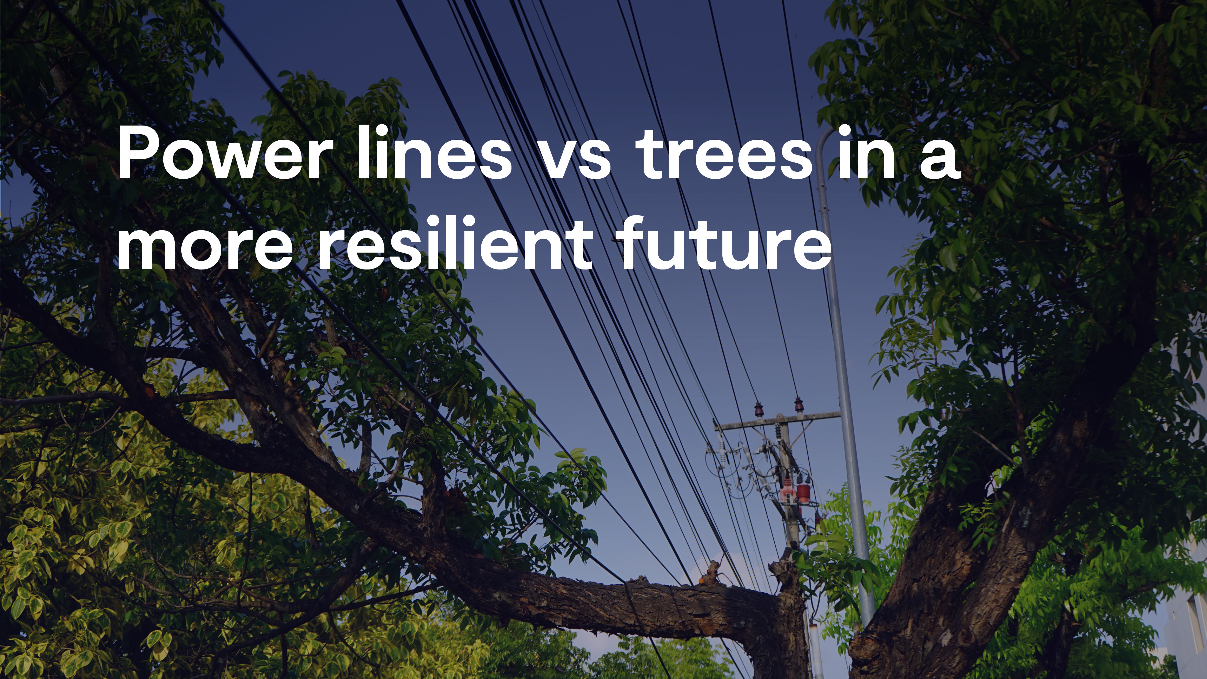 Chapman Tripp | Power lines vs trees in a more resilient future